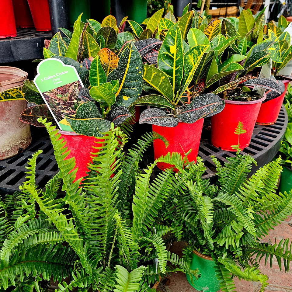 Home | Lake City, PA | Mason Farms LLC